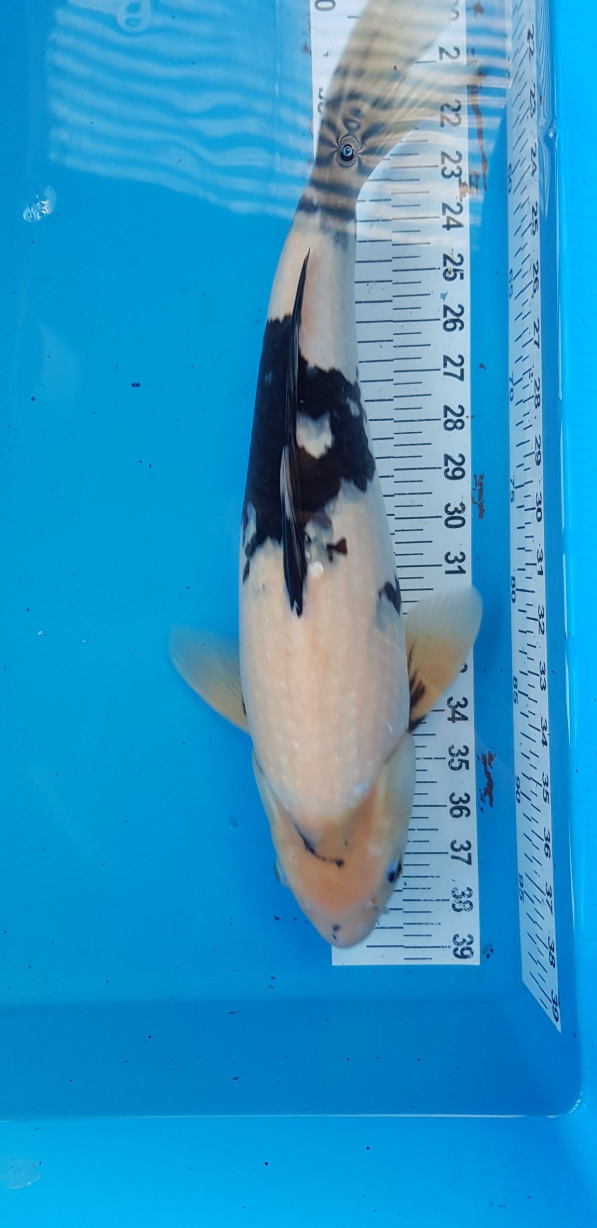Shiro Utsuri Archives - Koi Keeper