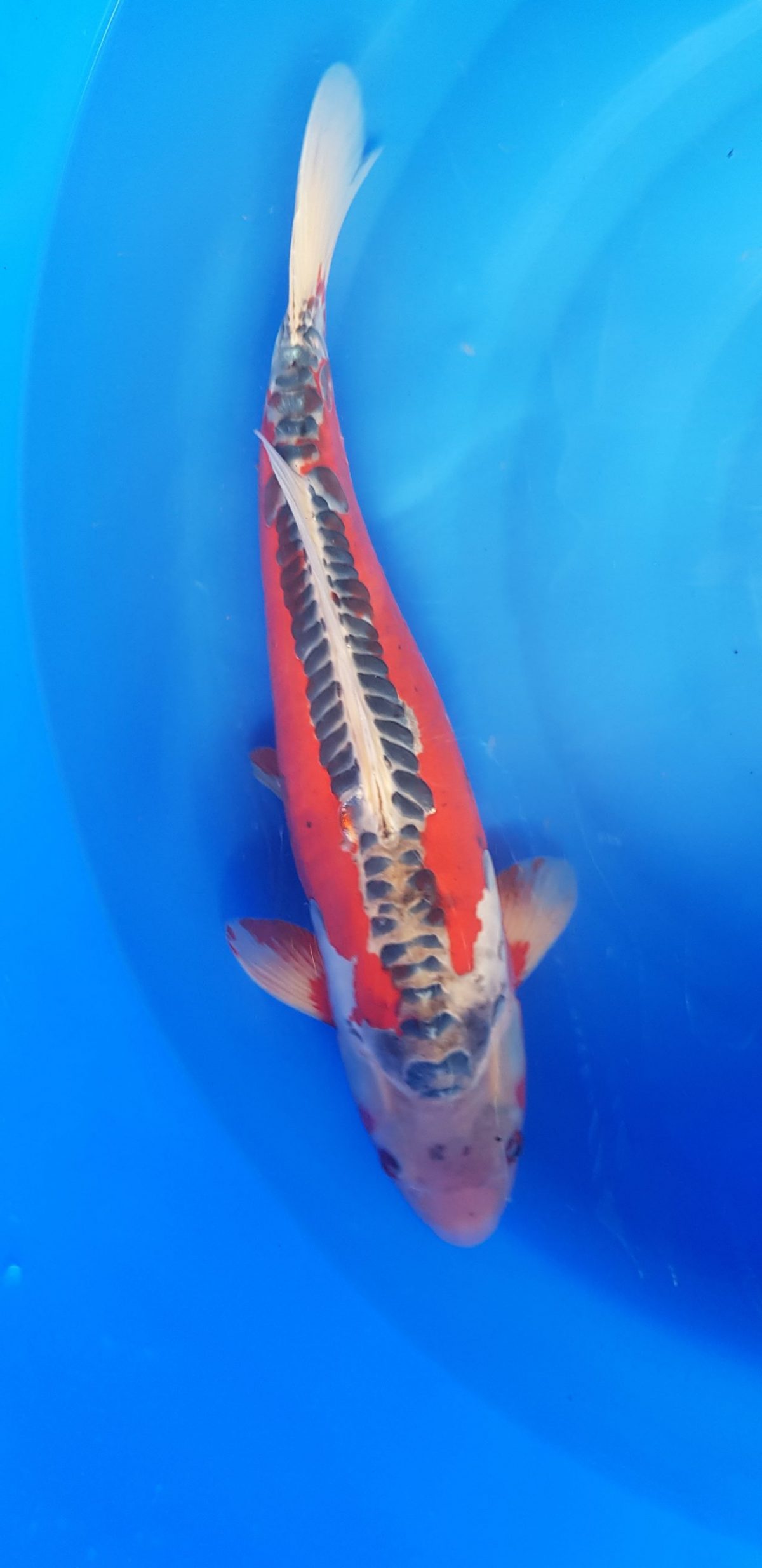 Home - Koi Keeper