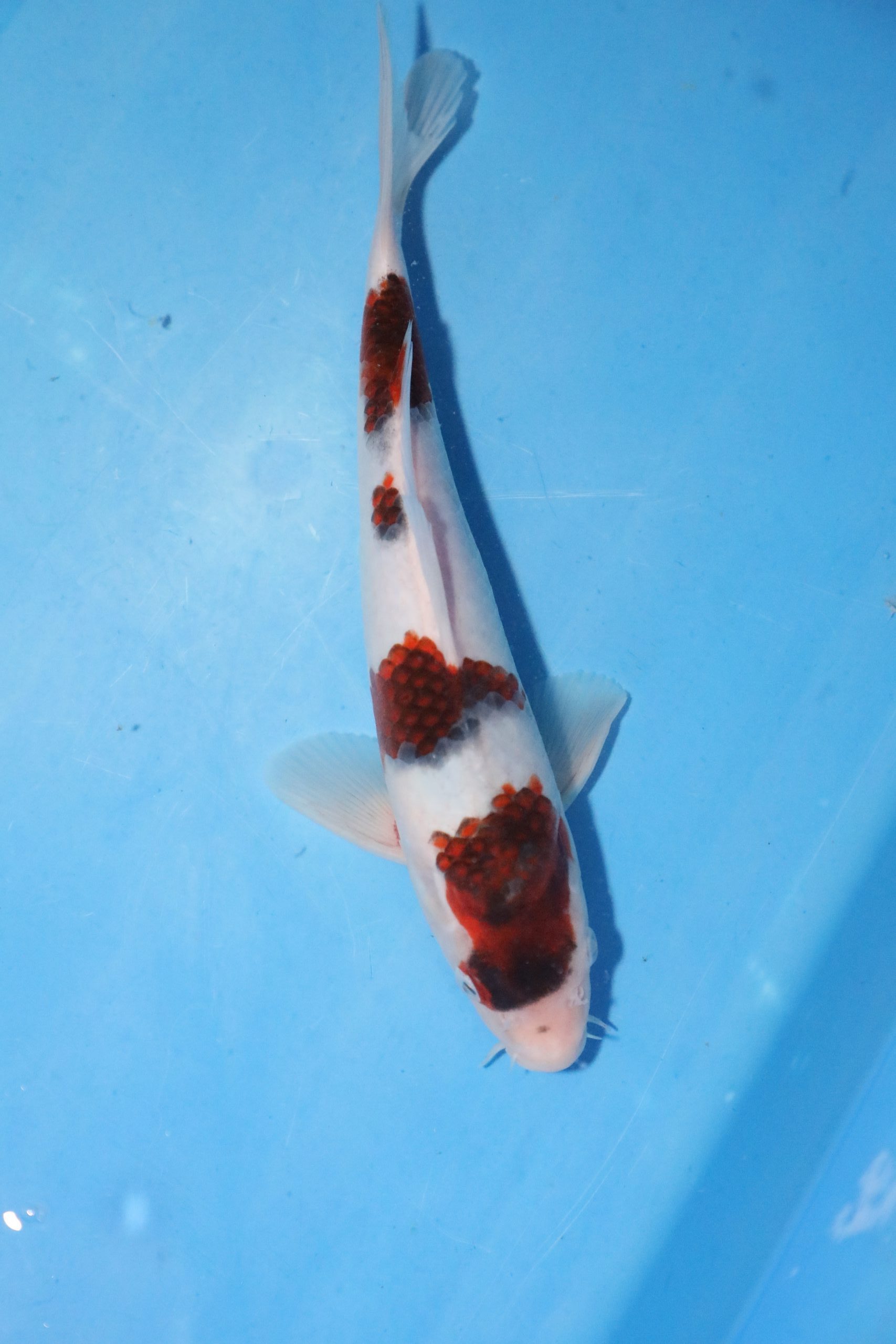 Budo Goromo Archives - Koi Keeper