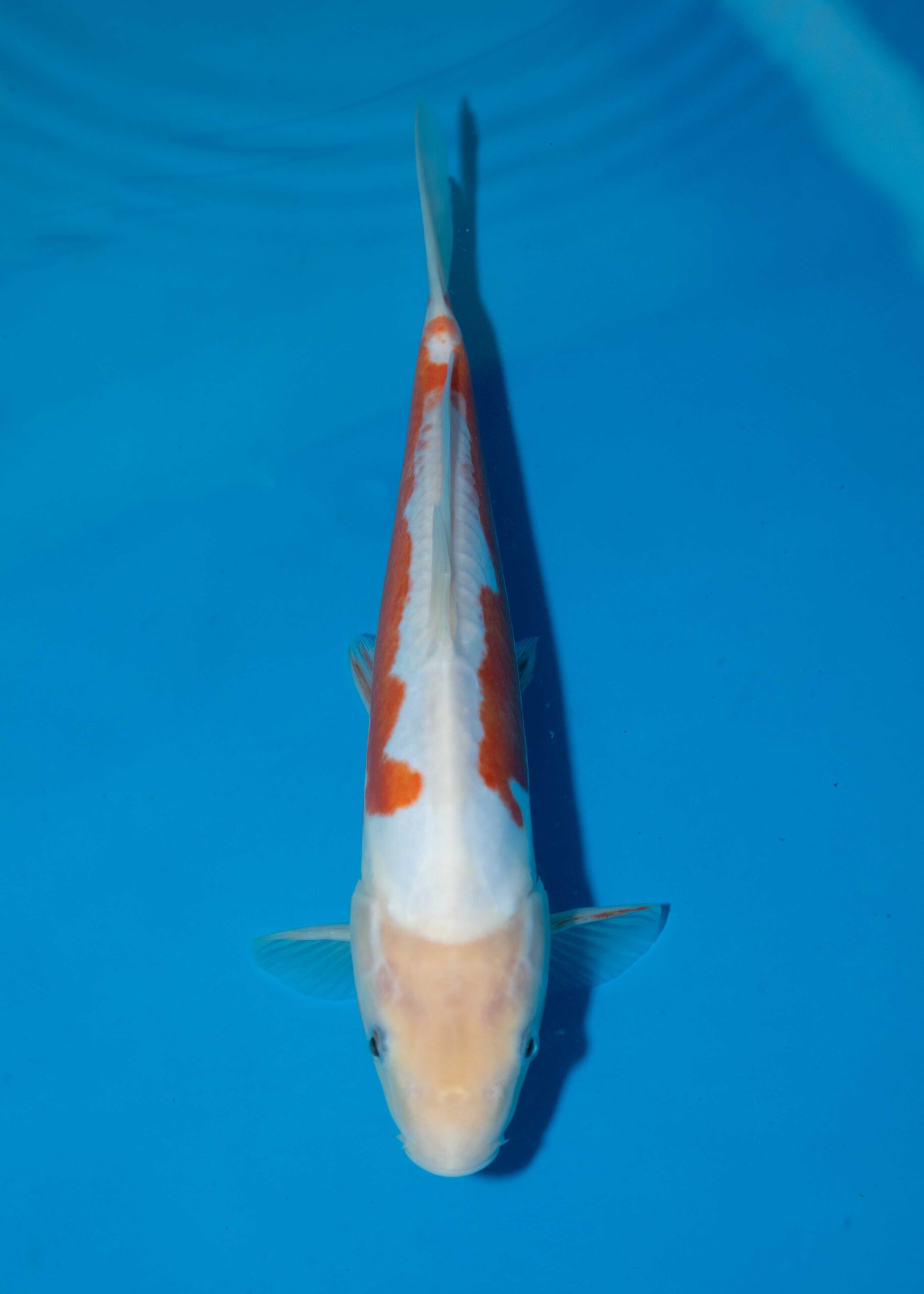 Kosui Litt#012 - Koi Keeper