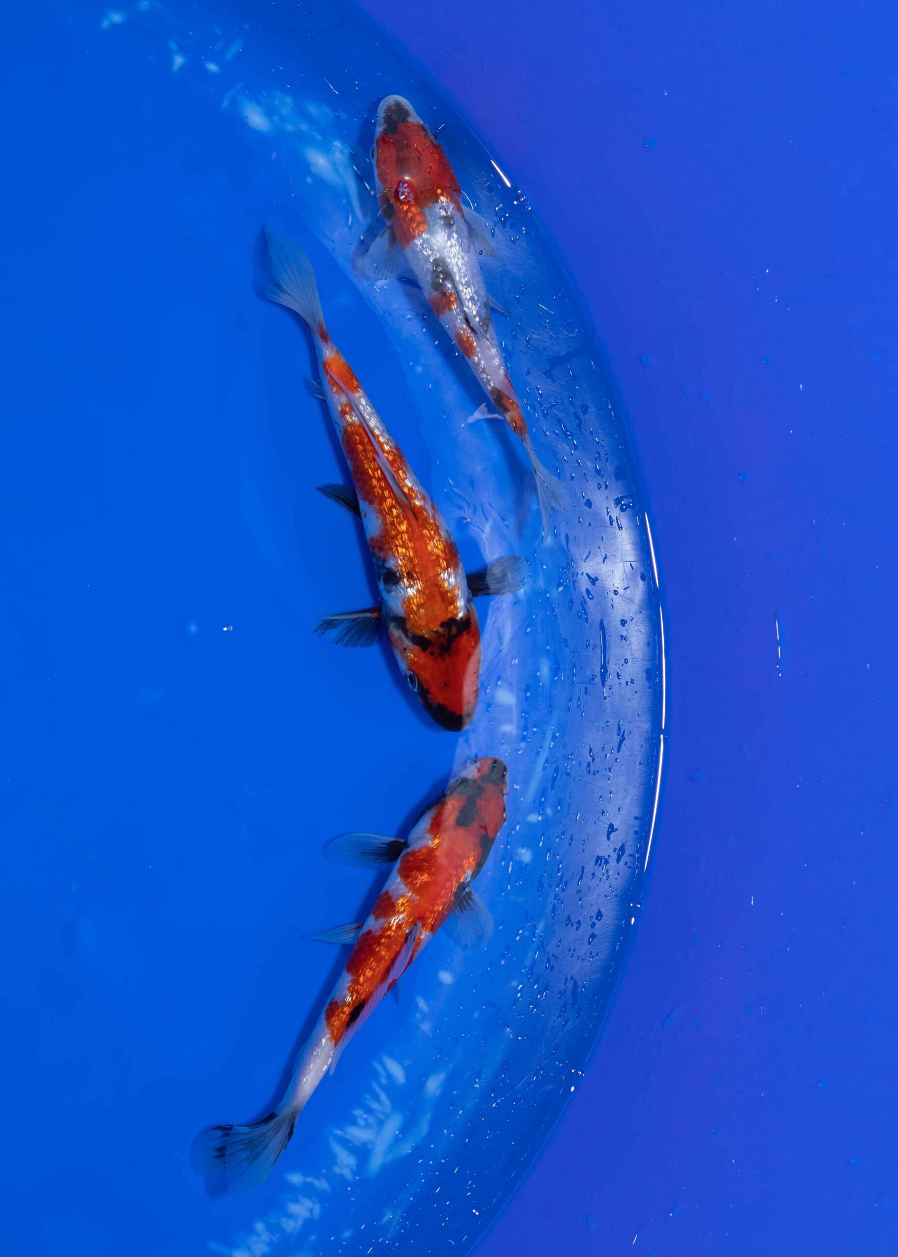 Gin Rin Showa Mix Litt#026 - Koi Keeper