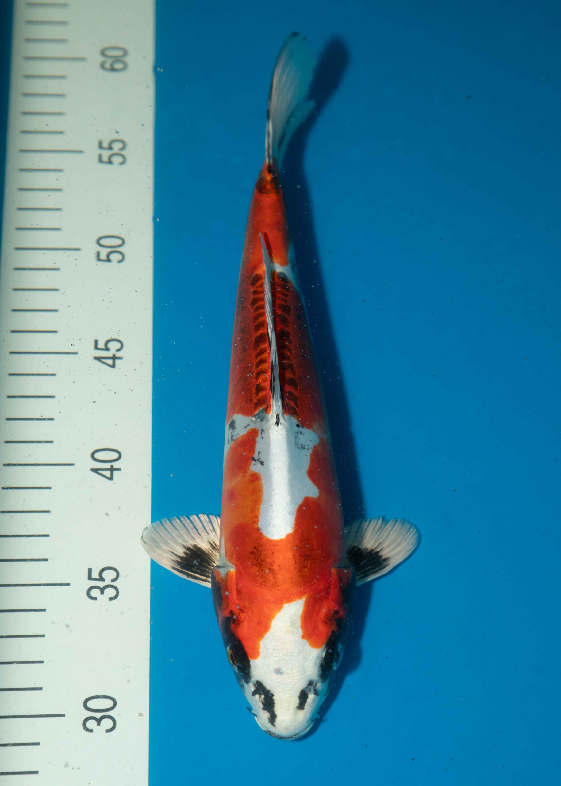 Beni Kikokuryu Litt#002 - Koi Keeper