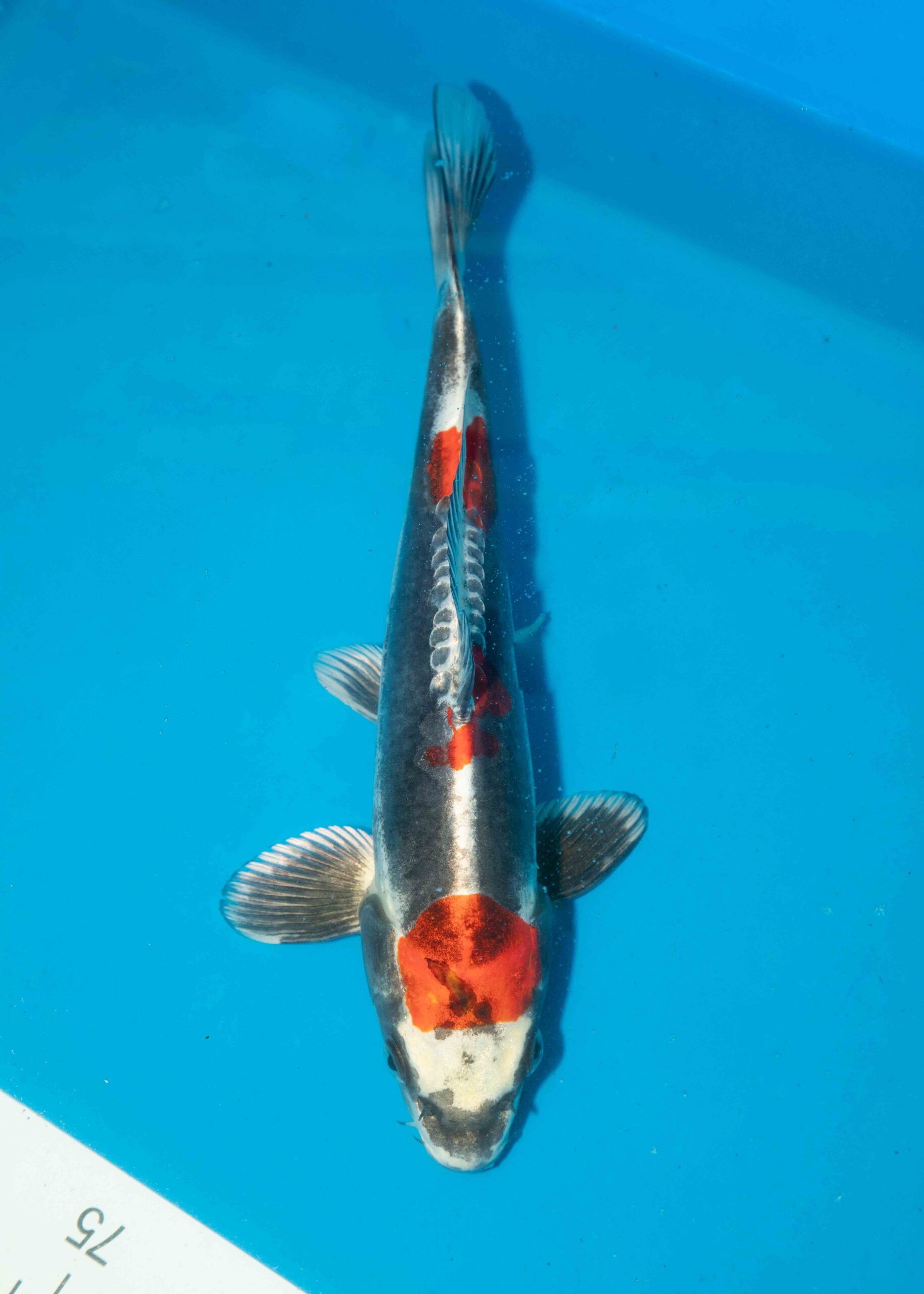 Beni Kikokuryu Litt#009 - Koi Keeper