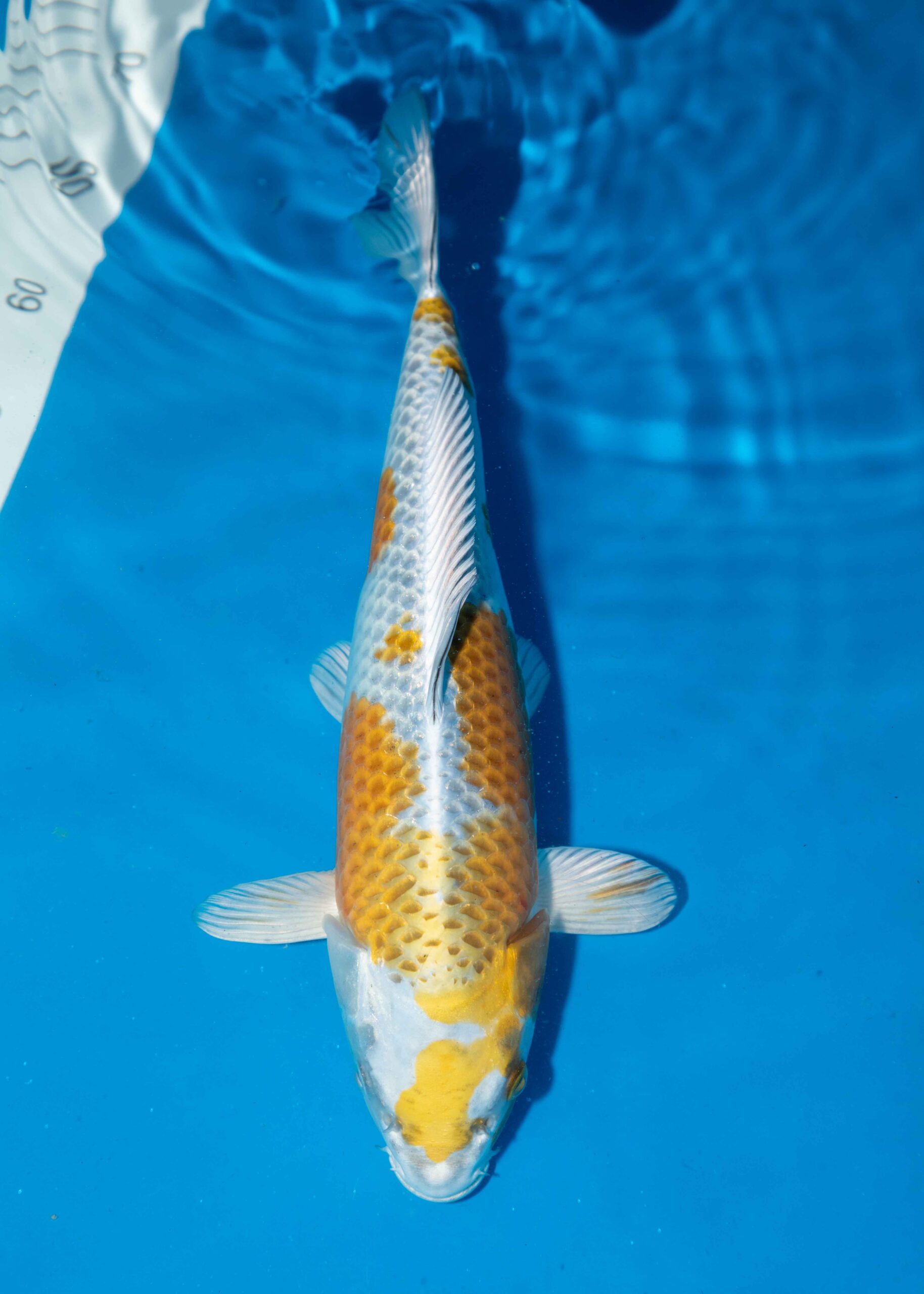 Kirin Litt#018 - Koi Keeper