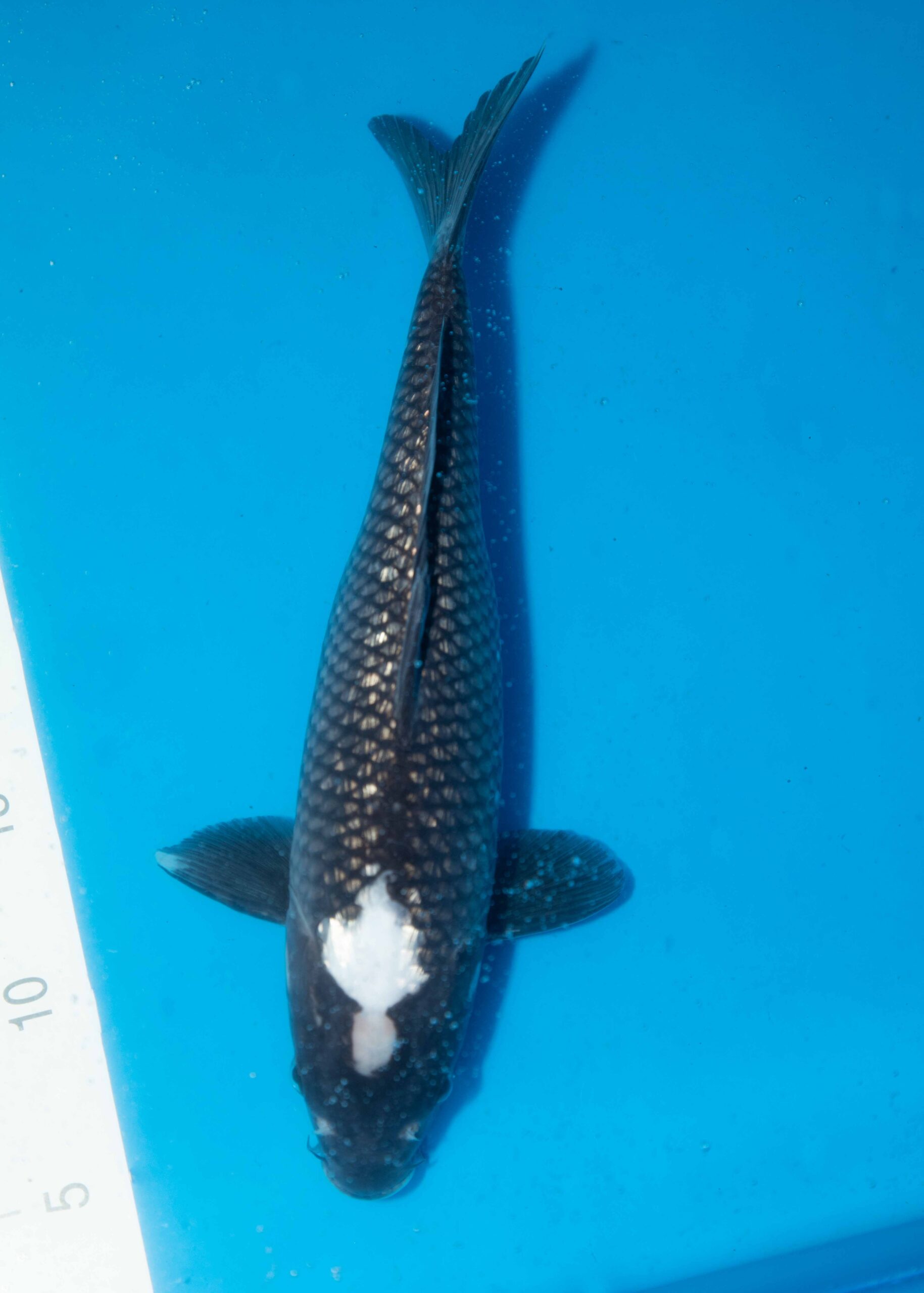Matsukawabake Litt#028 - Koi Keeper