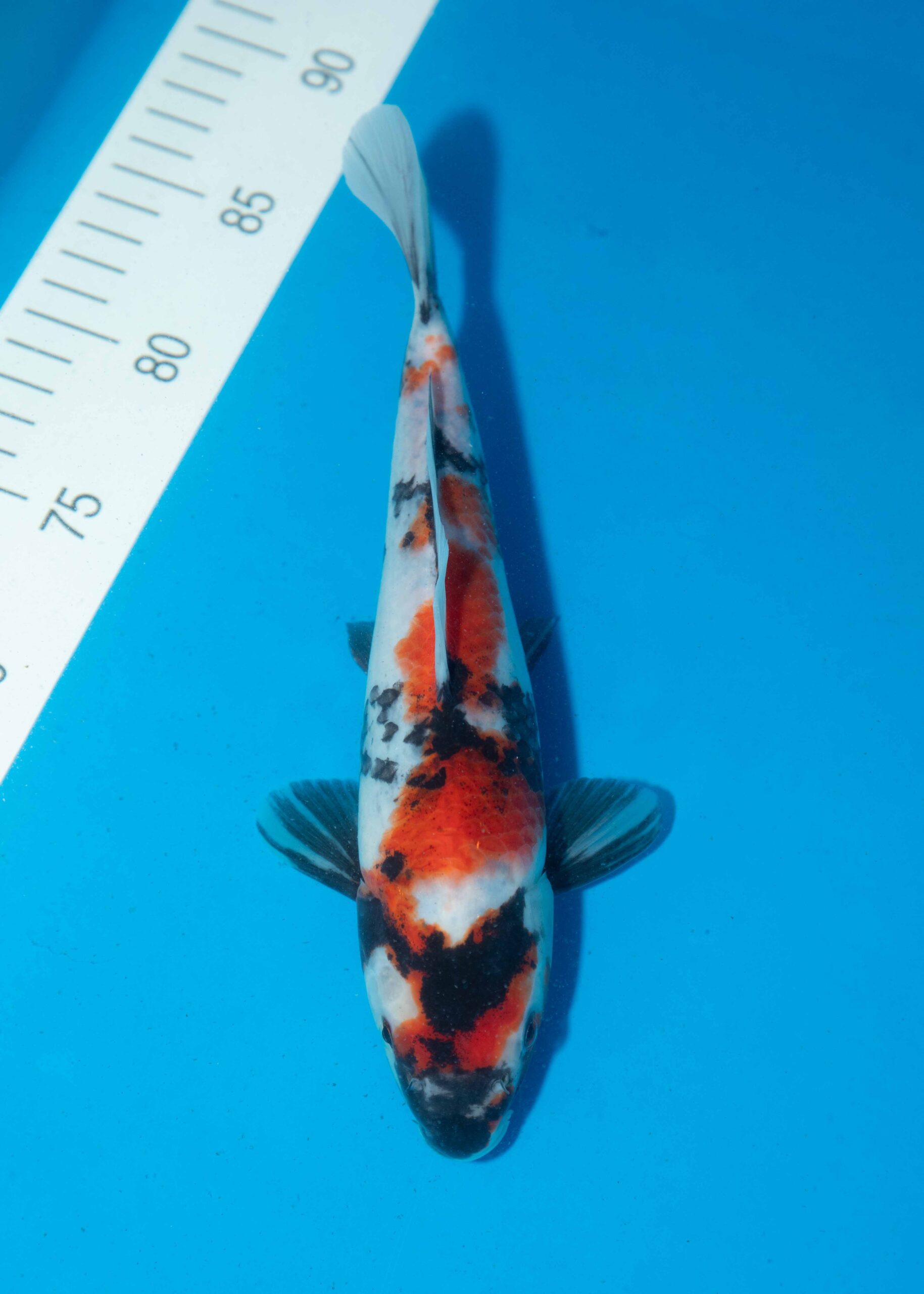 Showa Litt#008 - Koi Keeper