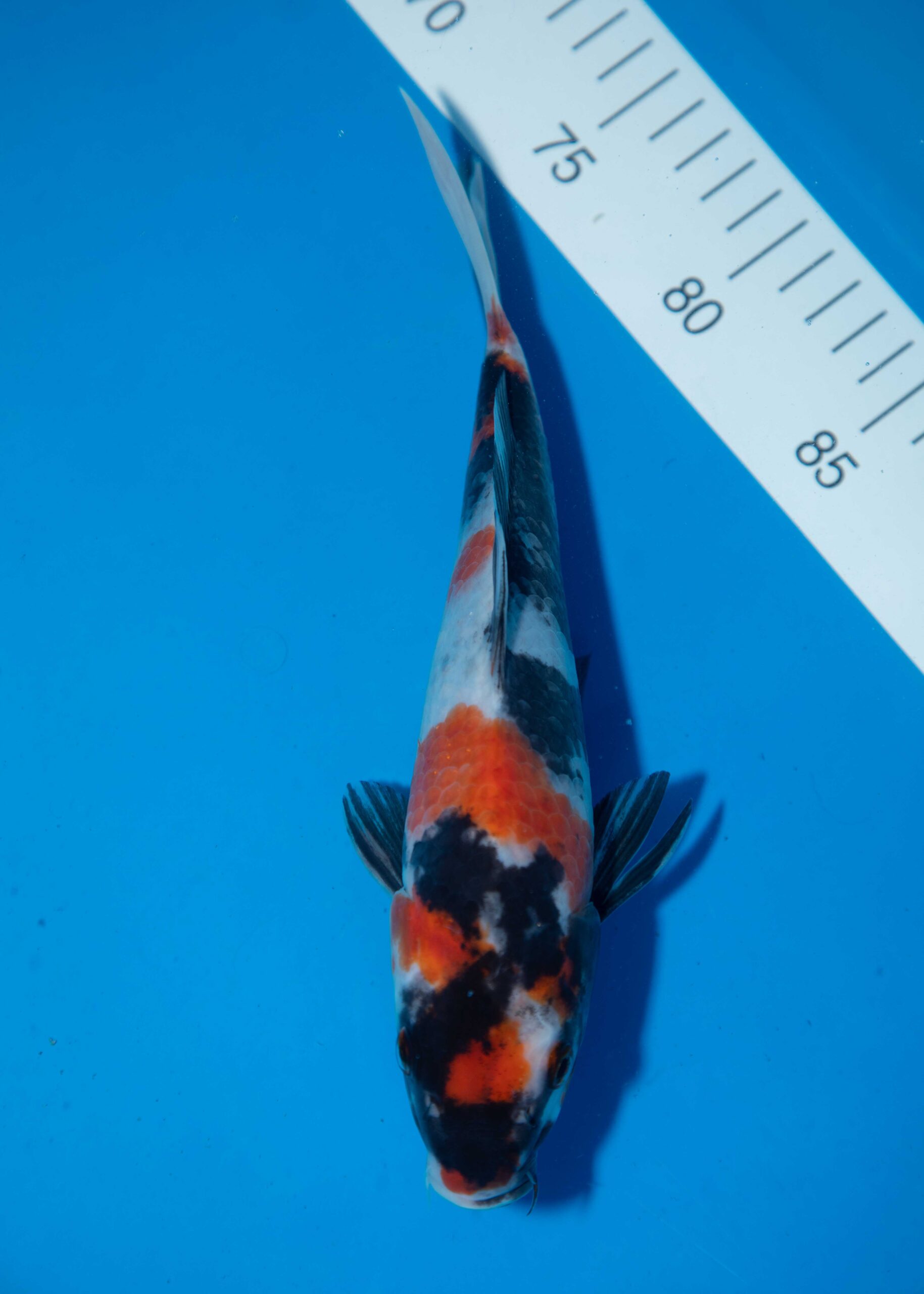 Showa Litt#010 - Koi Keeper