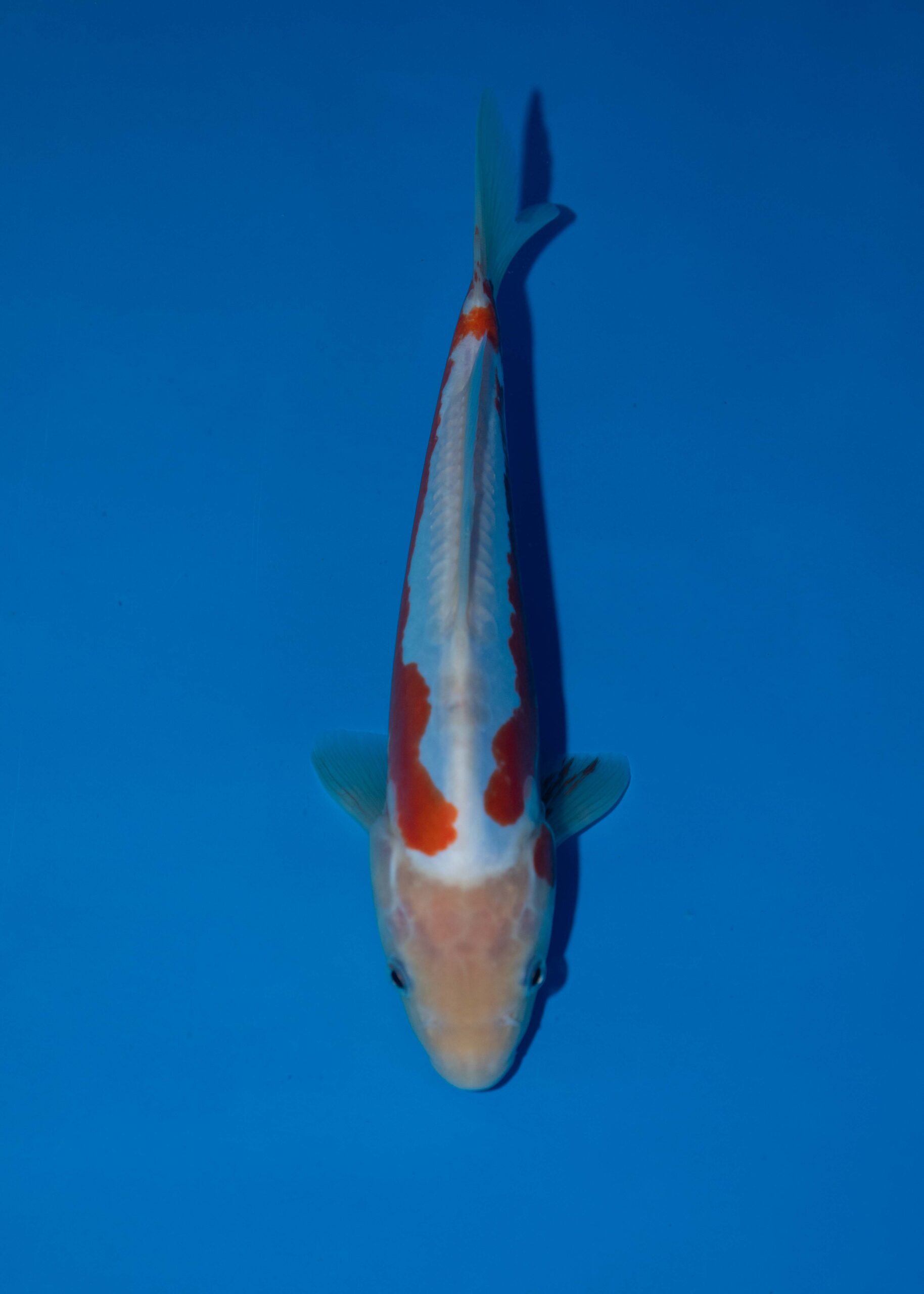 Kosui Litt #008 - Koi Keeper