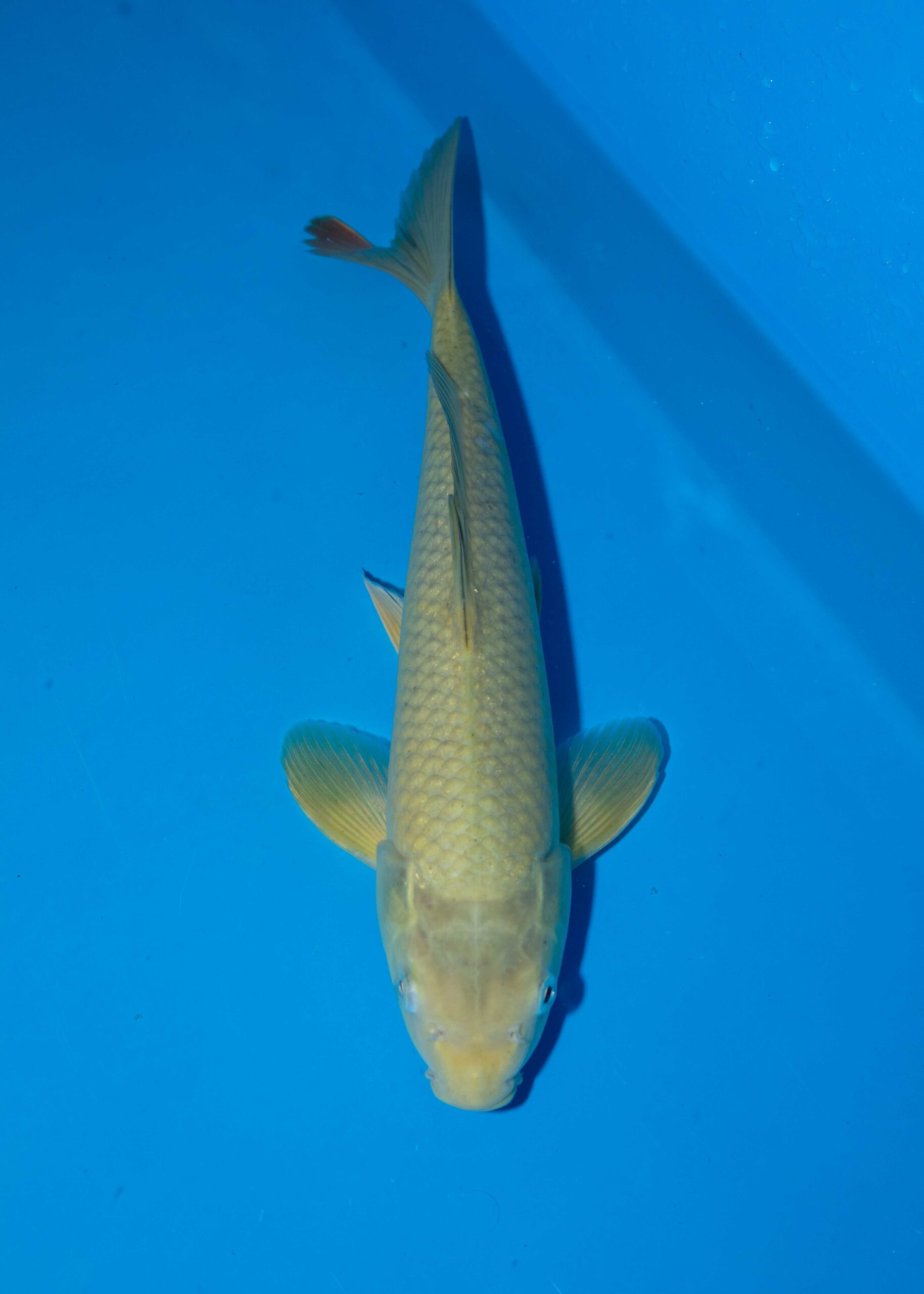 Chagoi Litt#026 - Koi Keeper