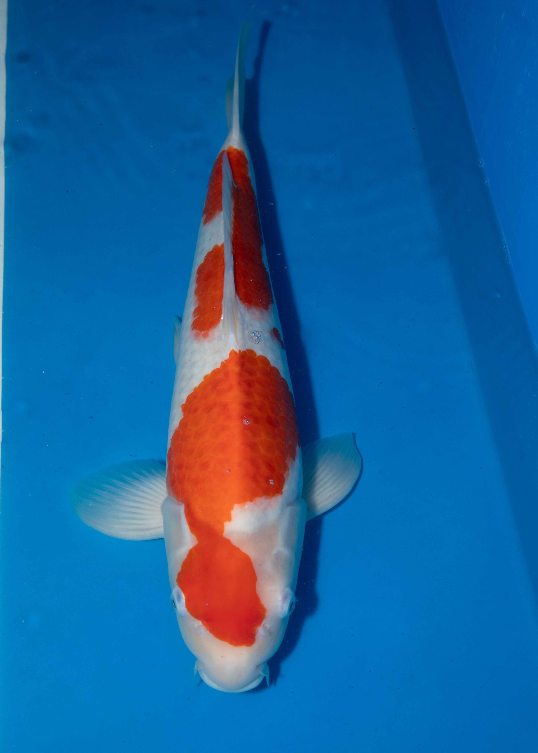 HQ Kohaku Litt#010 - Koi Keeper
