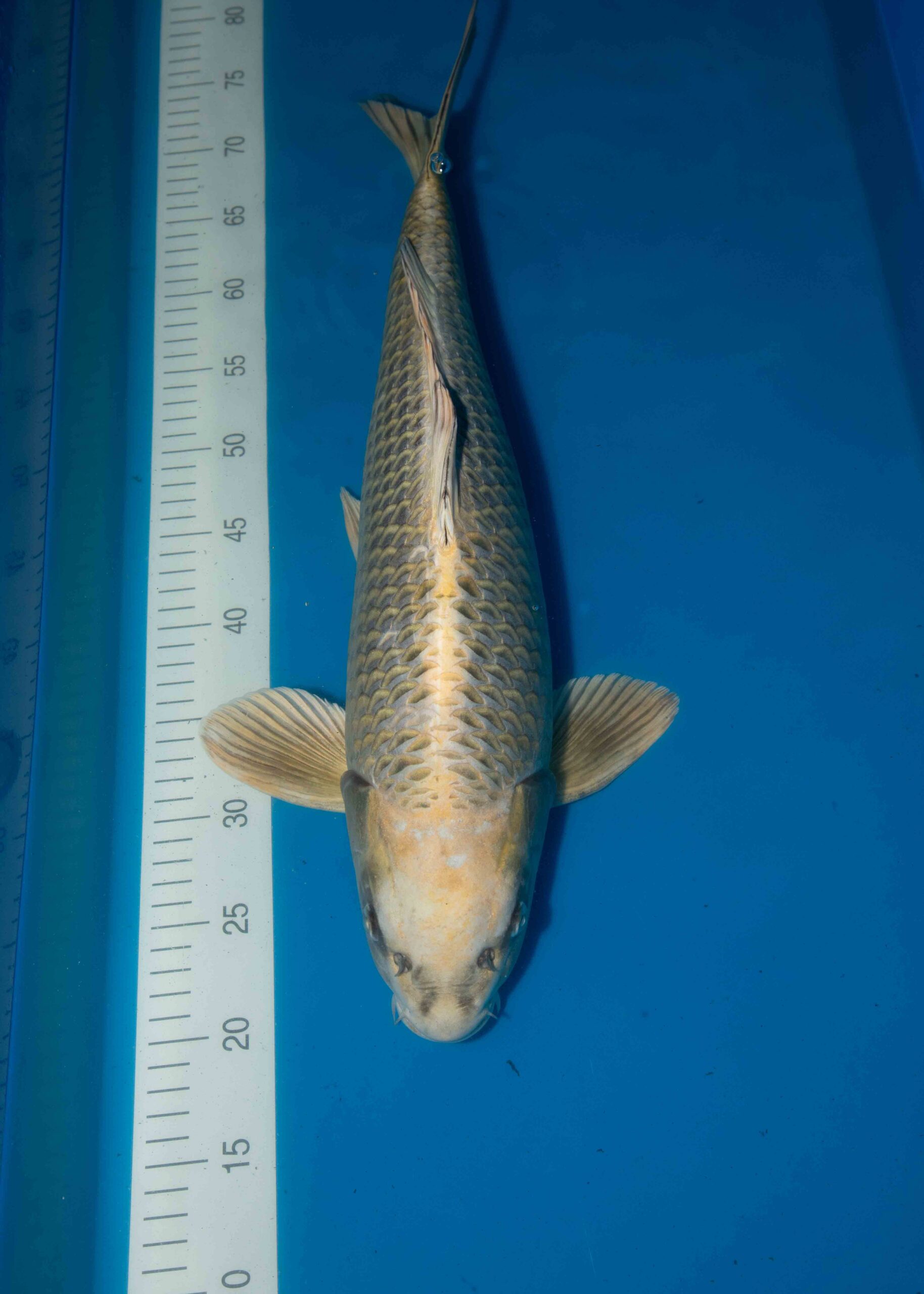 Home - Koi Keeper