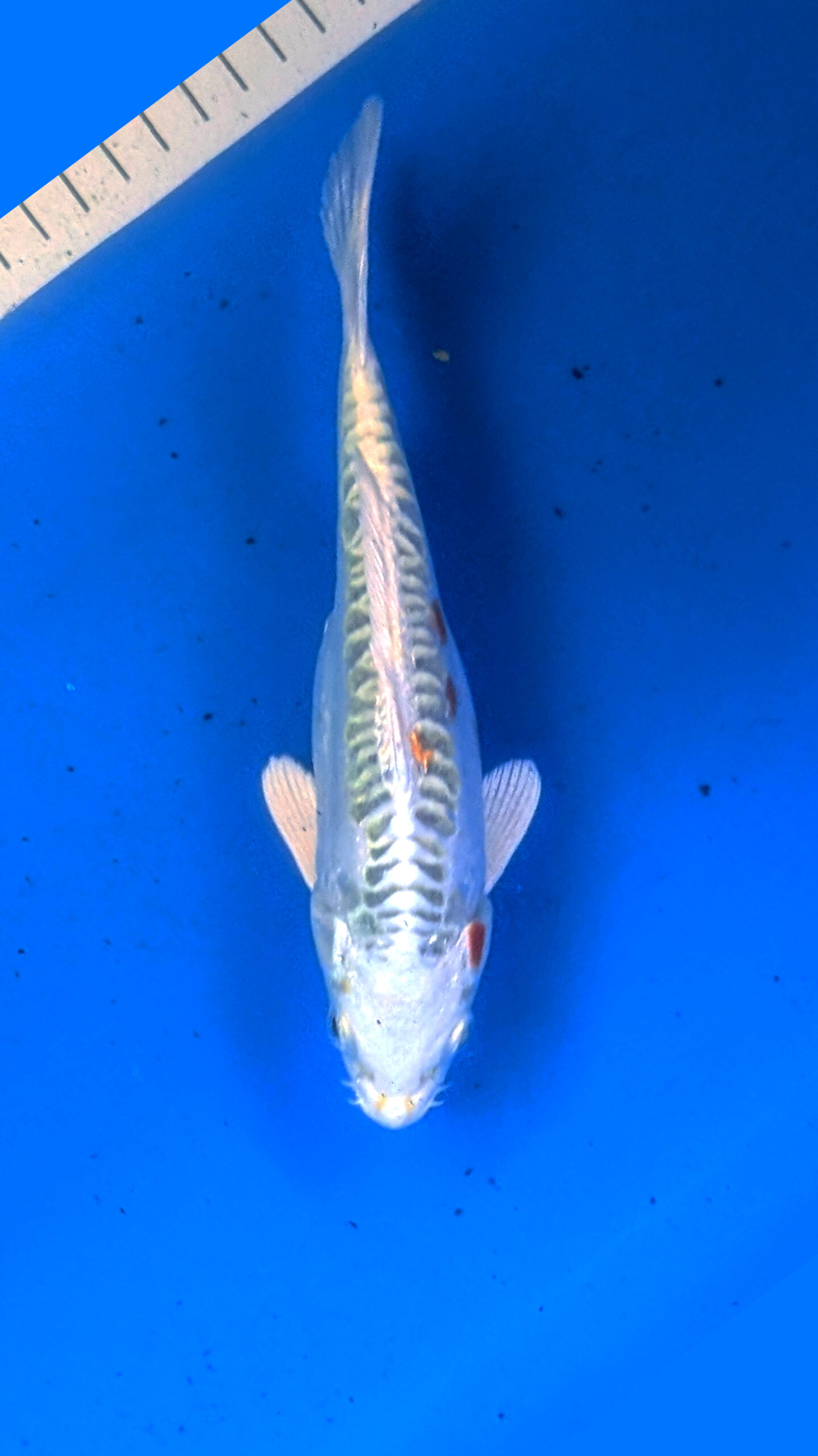 Hariwake Wen#020 - Koi Keeper