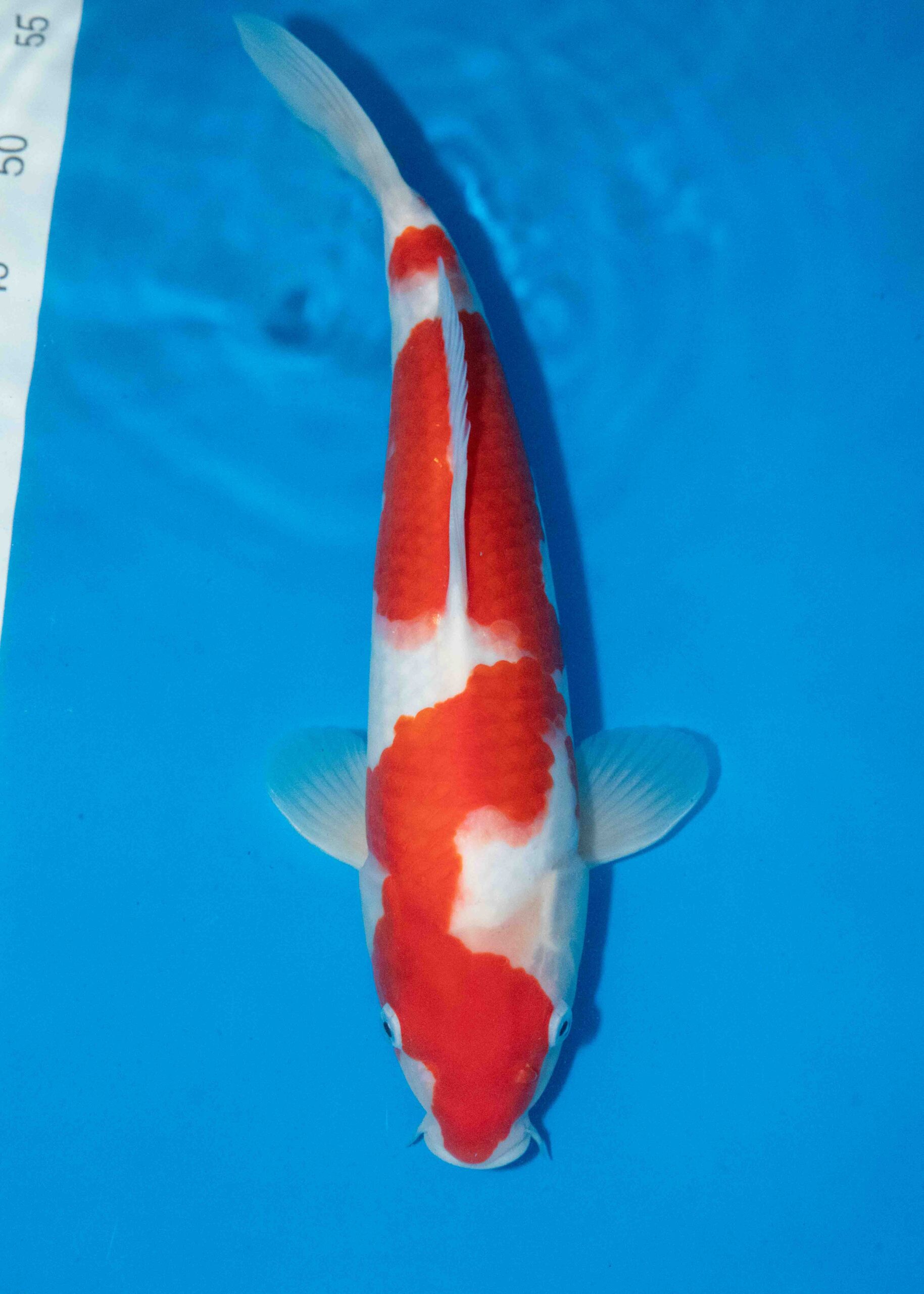 Kohaku Litt#004 - Koi Keeper