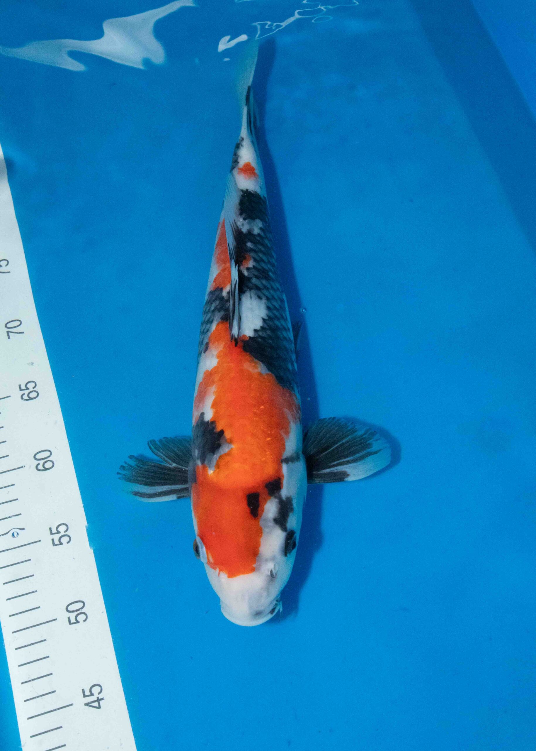 Showa Litt#010 - Koi Keeper