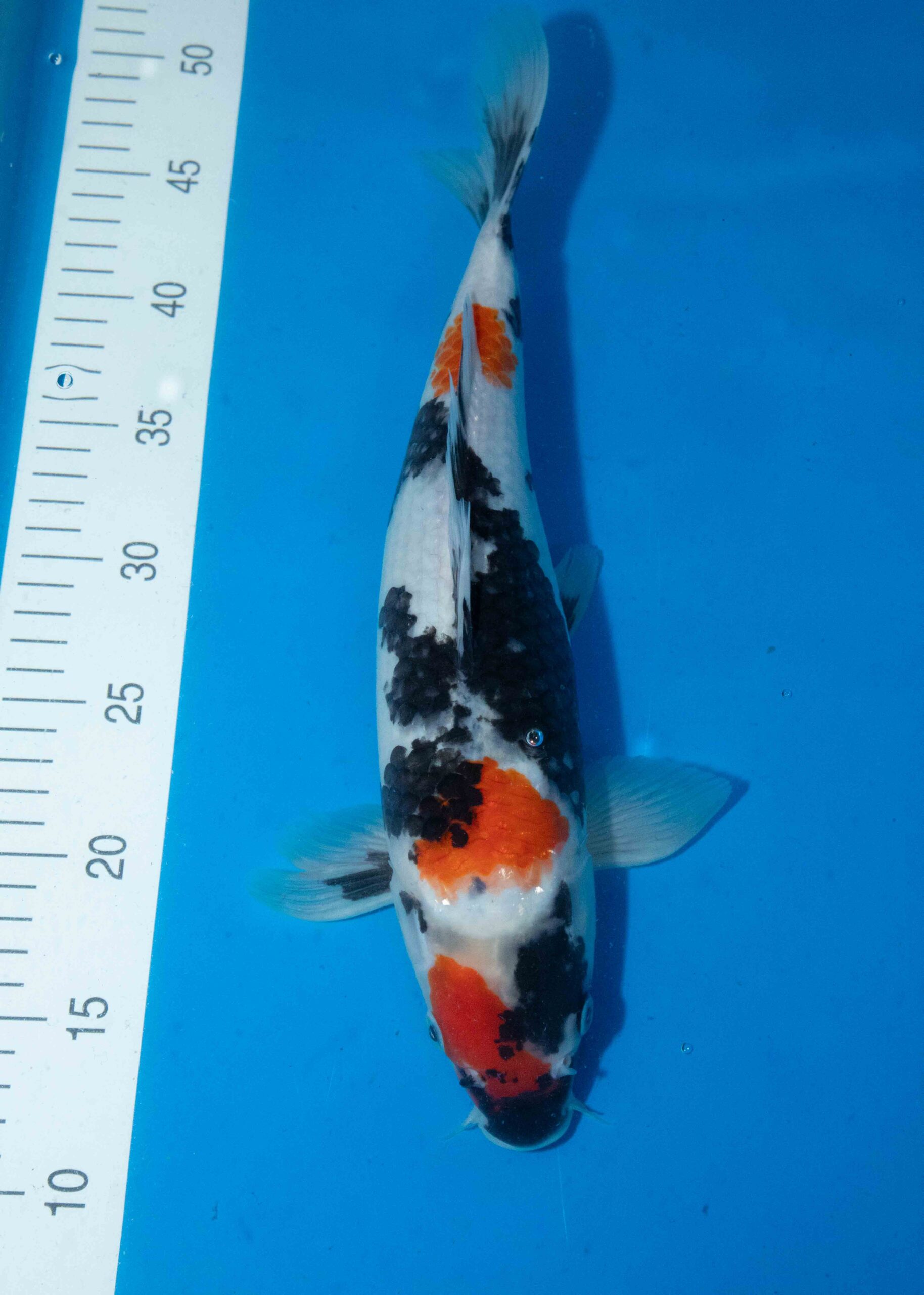 Showa Litt#014 - Koi Keeper