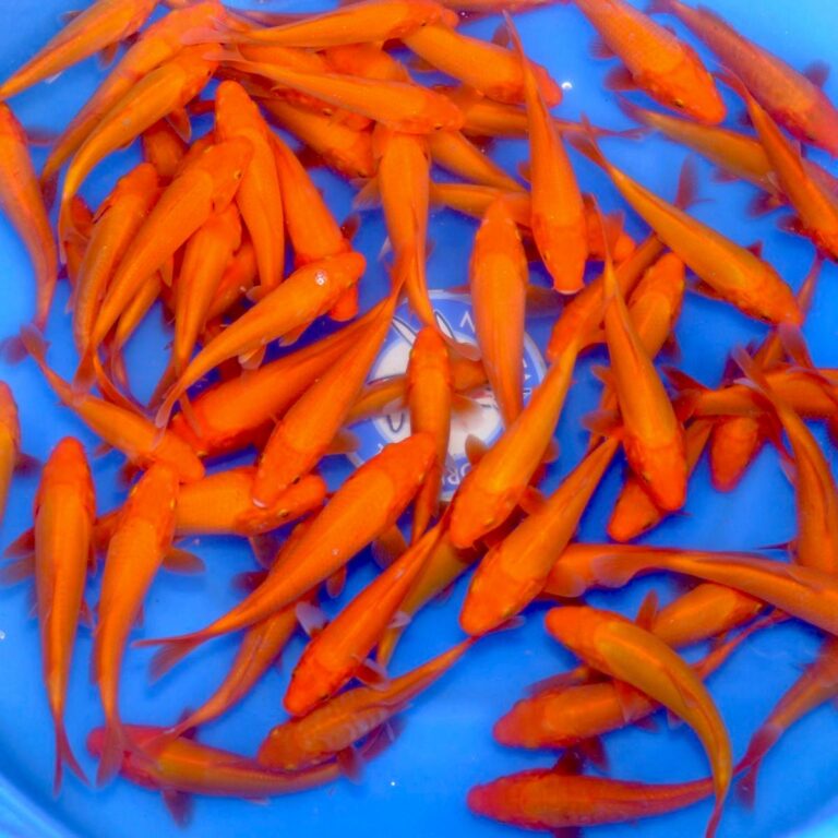 Benigoi / Doitsu Benigoi Wen#20127 - Koi Keeper